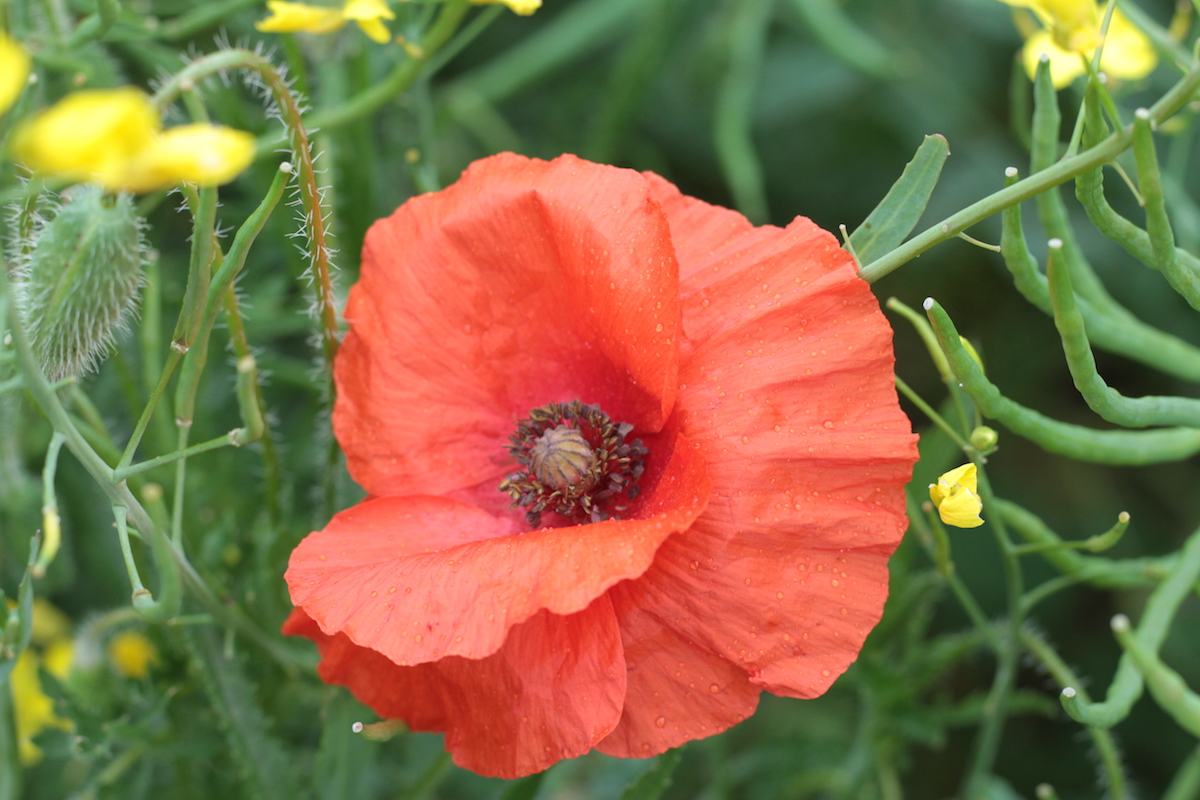 Le coquelicot – Gers#160