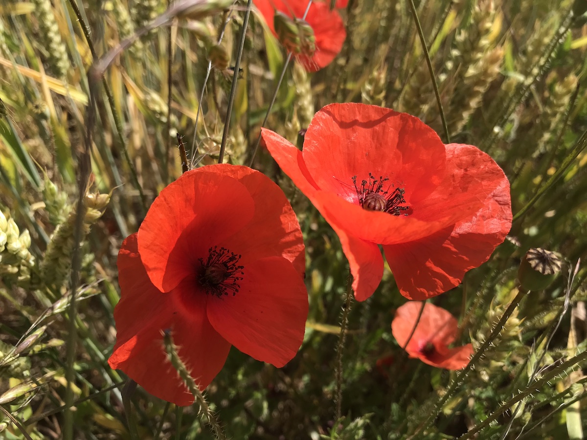 Le coquelicot – Gers#160